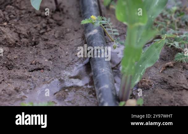 Close-up image capturing a drip irrigation pipe efficiently watering ...