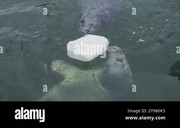 Gray Seal Swimming in Oceanarium Exhibit for Environmental Protection ...
