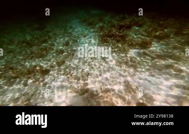 Snorkelling in the Maldives, Indian Ocean, marine life with tropical ...