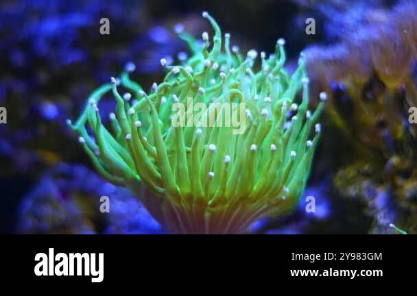 green trumpet coral polyp, long fluorescent tentacle, soft coral animal ...
