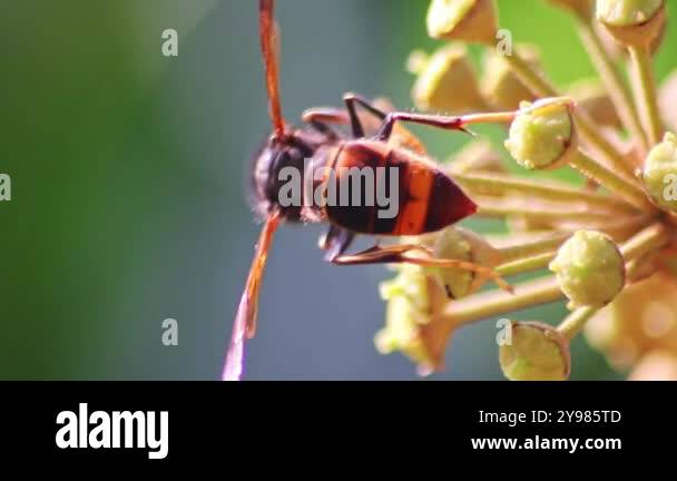 Macro of Big hornet collecting nectar pollen while dusting a blooming ...