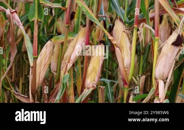 Maize crops cobs leaves Stock Videos & Footage - HD and 4K Video Clips ...