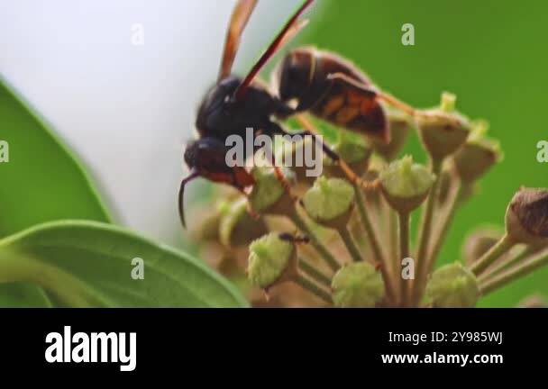 Macro of Big hornet collecting nectar pollen while dusting a blooming ...