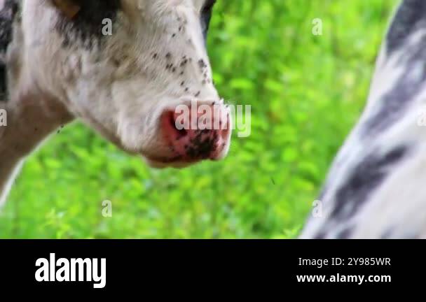 Cow head with many flies on its nose is struggling with a swarm of ...