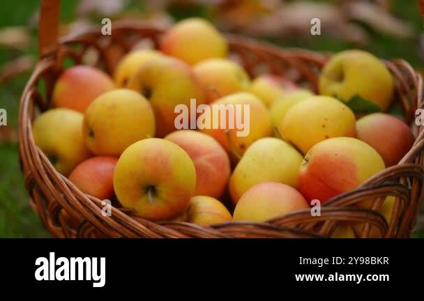 A crafted basket filled with vibrant apples showcases natures bounty in ...