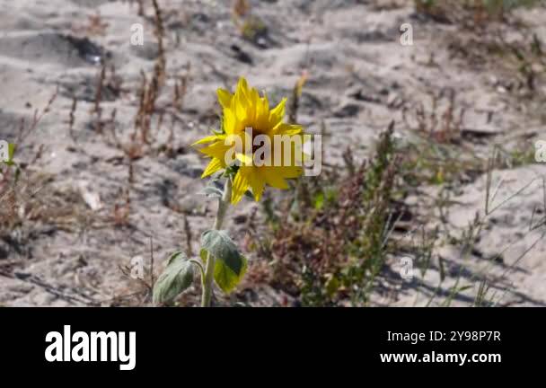 Parched ground close up Stock Videos & Footage - HD and 4K Video Clips ...