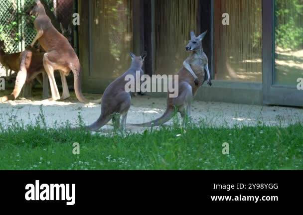 The red kangaroo, Macropus rufus is the largest of all kangaroos, the ...