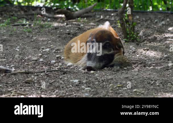 Red river hog, Potamochoerus porcus, also known as the bush pig. This ...