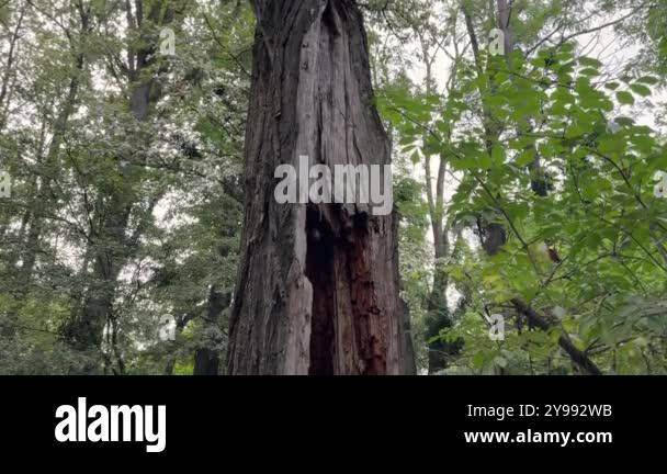 Rotten hollow tree Stock Videos & Footage - HD and 4K Video Clips - Alamy
