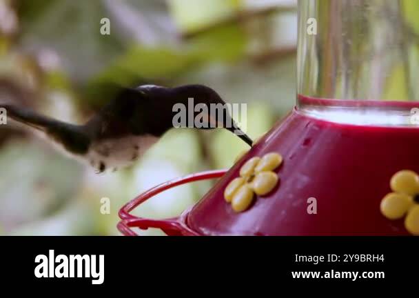 A hummingbird sits on a feeder and drinks, eats sugar water syrup in ...