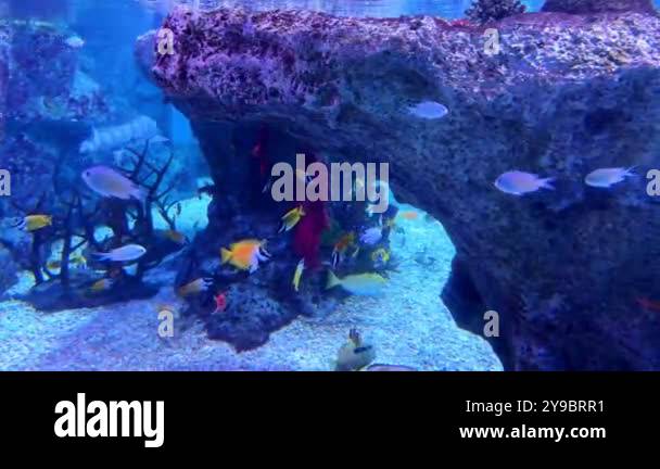 Fish fishes aquarium Stock Videos & Footage - HD and 4K Video Clips - Alamy