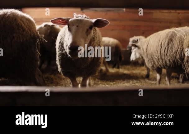 Sheep barn, Rustic scene, Quiet barn. Sheep standing inside warm wooden ...