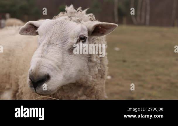 Woolly texture Stock Videos & Footage - HD and 4K Video Clips - Alamy