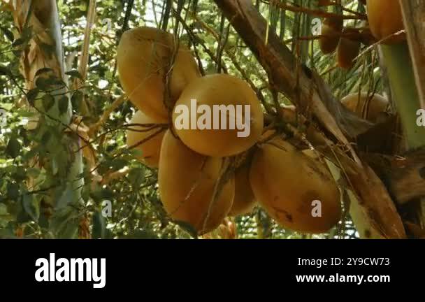 Yellow coconuts growing in Stock Videos & Footage - HD and 4K Video ...