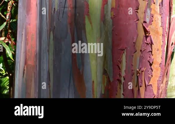 Rainbow eucalyptus eucalyptus deglupta bark Stock Videos & Footage - HD ...