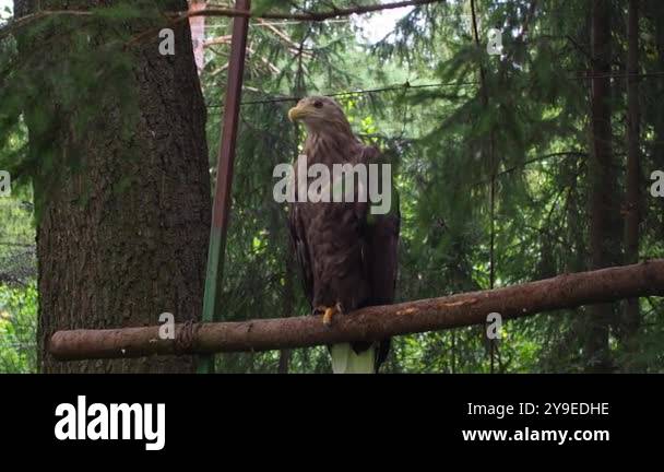 Bald eagle white features Stock Videos & Footage - HD and 4K Video ...