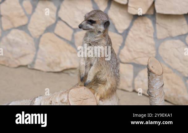 Meerkat or suricate suricata suricatta Stock Videos & Footage - HD and ...