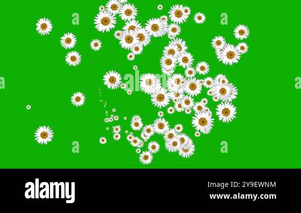 White daisy flowers motion graphics with green screen background Stock ...