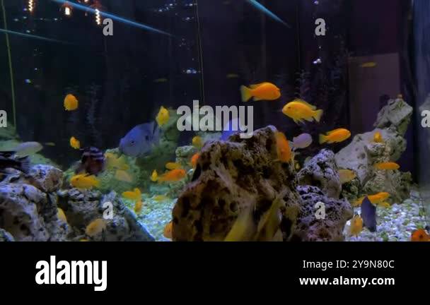Fish sizes Stock Videos & Footage - HD and 4K Video Clips - Alamy