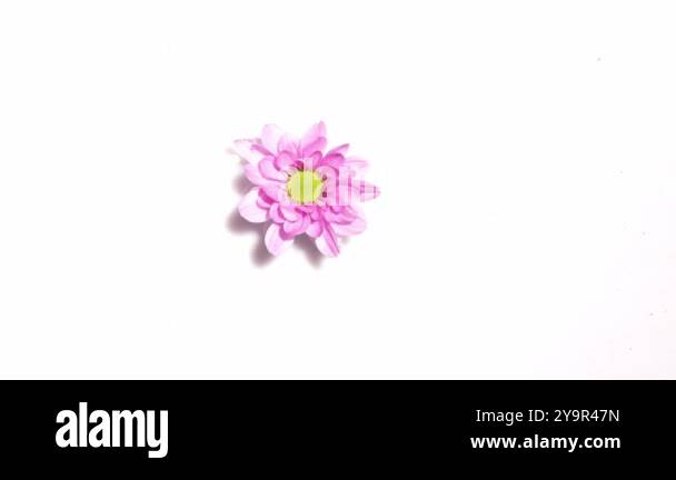 beautiful Gerbera Daisy pink flower floating with elegance on clear ...