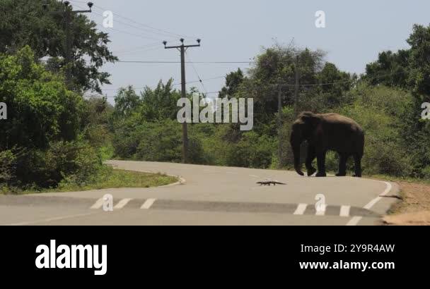 An elephant and a monitor lizard cross a road in Yala National Park ...