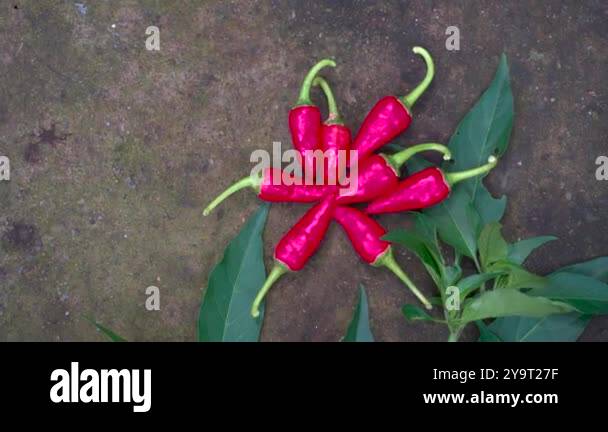 Chilli farming Stock Videos & Footage - HD and 4K Video Clips - Alamy