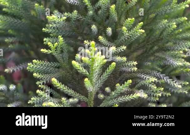 Needle like structure Stock Videos & Footage - HD and 4K Video Clips ...