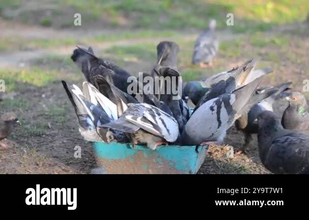 Bird feeding. Flock of pigeons eating food from bowl on sunny morning ...