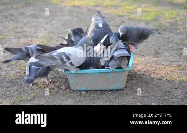 Bird feeding. Flock of pigeons eating food from bowl on sunny morning ...