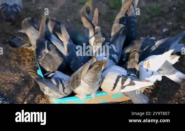 Bird feeding. Flock of pigeons eating food from bowl on sunny morning ...