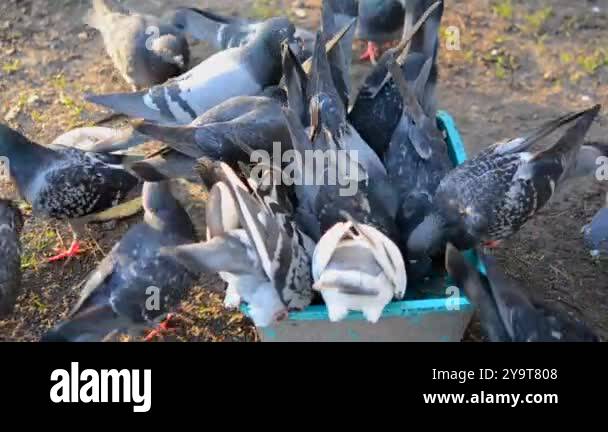 Bird feeding. Flock of pigeons eating food from bowl on sunny morning ...