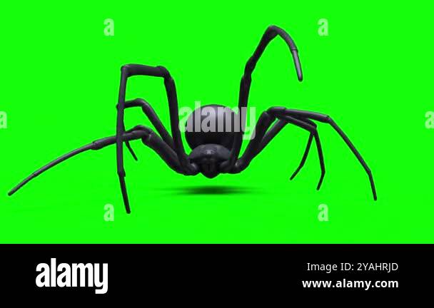 Front view of black spider with big sharp longlegs walk animation loop ...