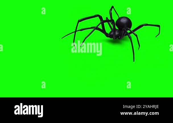 Black spider with big sharp longlegs walk animation loop on green ...