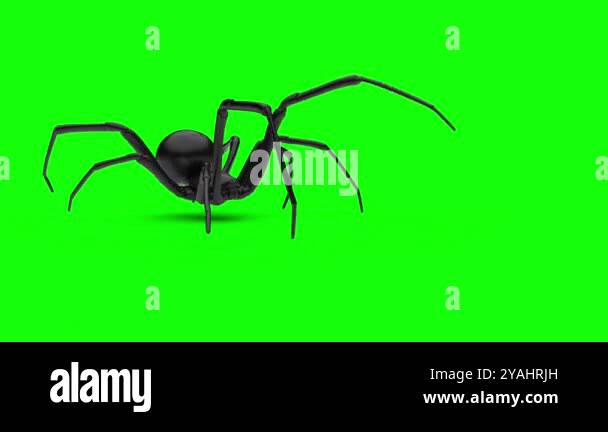 Side view of black spider with big sharp longlegs walk animation loop ...