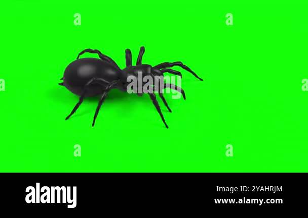 Side view of big black spider with big fangs and hairy legs walk ...