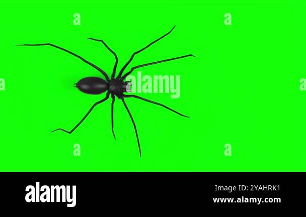 Top down view of scary longlegs spider walk animation loop on green ...