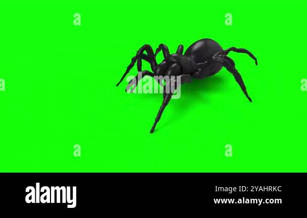 Big black spider with big fangs and hairy legs walk animation loop on ...