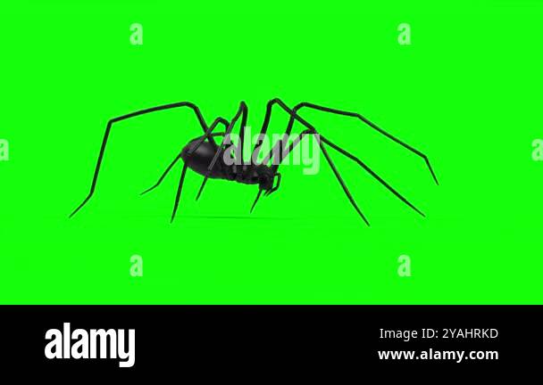 Side view of scary longlegs spider walk animation loop on green screen ...