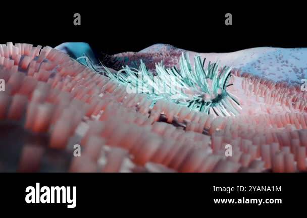 Peritrichous Bacteria with lot of flagellum, harmful bacillus with long tails, prokaryote ...