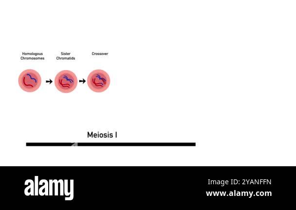 Meiosis, cell division, homologous chromosomes, Meiosis I and Meiosis ...