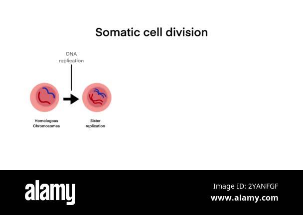 process of somatic cell division, specifically mitosis, the key stages ...