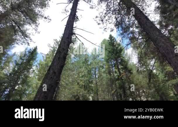 Looking Up Tree Trunk Branches from Below Nature Green Environment, Low ...