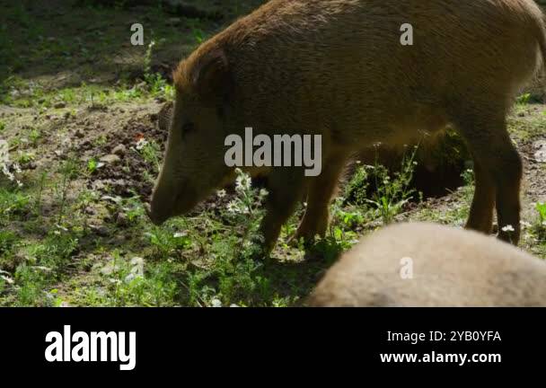 Boar in autumn forest in trees shadows. Wild Boar Sus Scrofa, Also ...