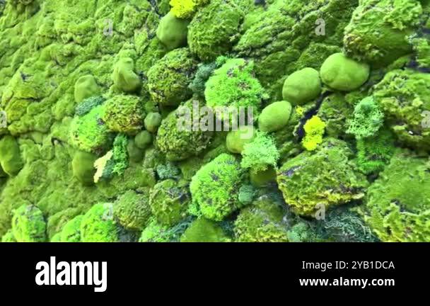 4k footage of green moss art, vertical garden wall with greeneries in ...