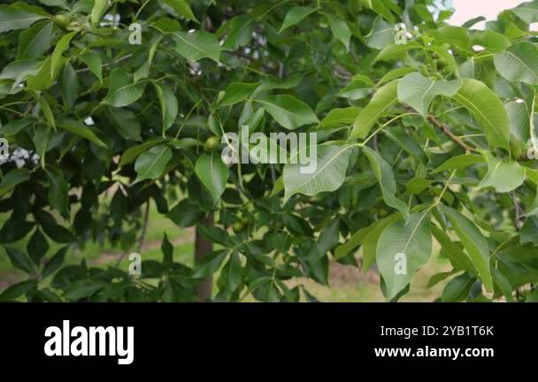 Pecan tree canopy Stock Videos & Footage - HD and 4K Video Clips - Alamy