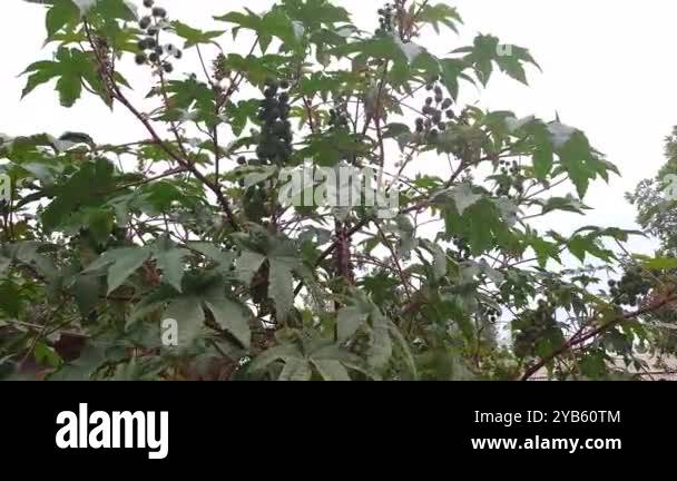 Castor oil plant impala Stock Videos & Footage - HD and 4K Video Clips ...