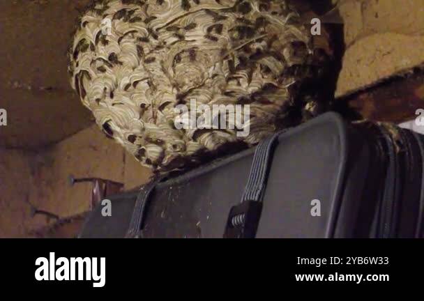 Old wasps nest Stock Videos & Footage - HD and 4K Video Clips - Alamy