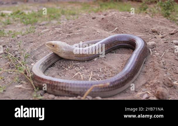 European reptiles Stock Videos & Footage - HD and 4K Video Clips - Alamy