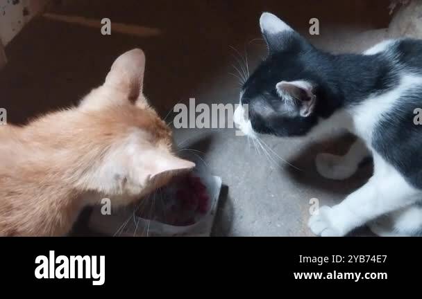 Kitten in container home container Stock Videos & Footage - HD and 4K ...