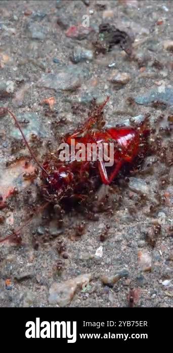 Cockroach bite Stock Videos & Footage - HD and 4K Video Clips - Alamy